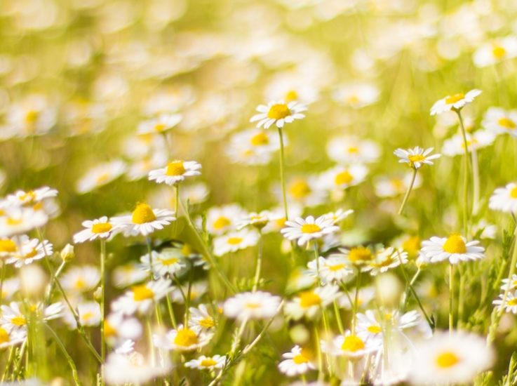 SUMMER HINTS AND TIPS - bruford